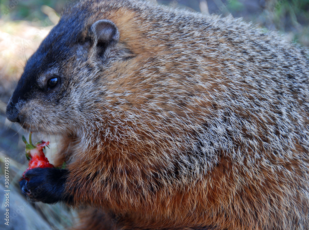 The Quebec Marmot is rather larger than a Rabbit. Its ears are short ...