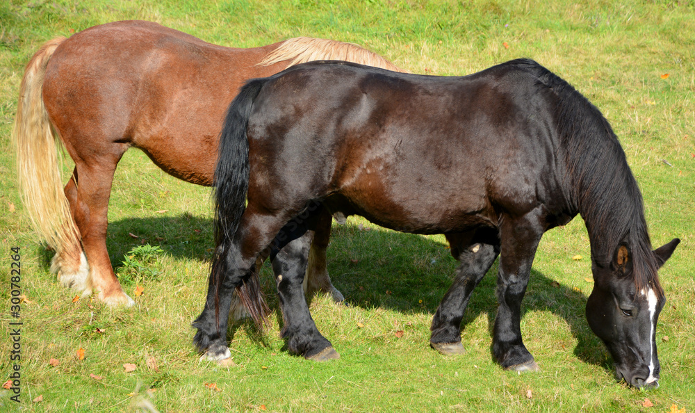 The Canadian horse is a horse breed from Canada. It is a strong, well ...