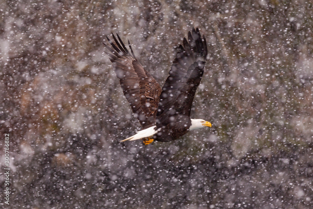 Eagle Flying In The Storm