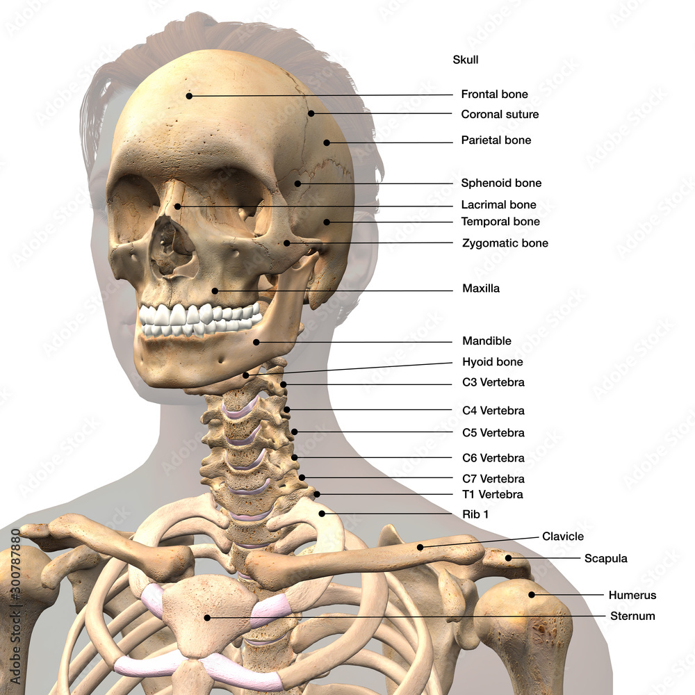 Skull and Spine Bones Labeled Frontal View on White Stock イラスト | Adobe ...