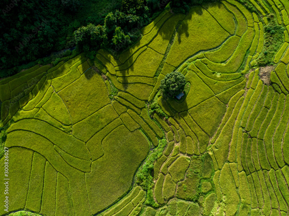 Above golden paddy field during harvest season. Beautiful field sown ...