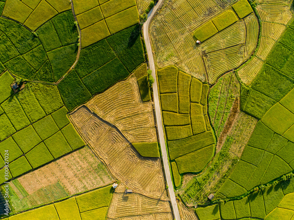 Above golden paddy field during harvest season. Beautiful field sown ...