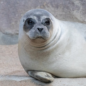 Våre mest populære samlinger med bilder av dyr og dyreliv | Adobe Stock