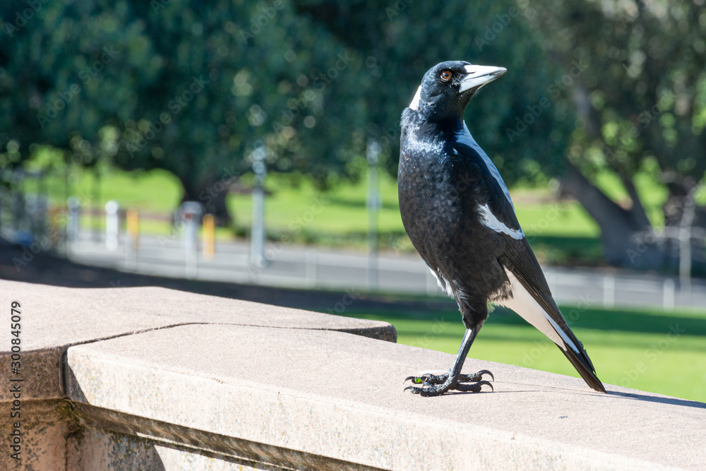 Foto de Australian Magpie, Adelaide parklands, very aggressive bird ...