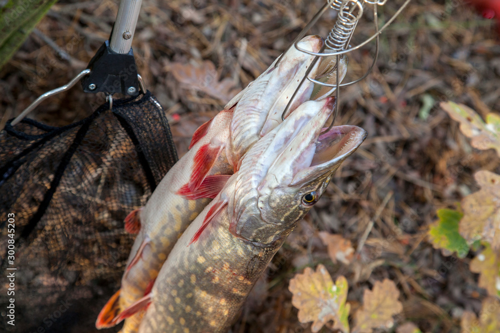 Freshwater pike fish. Two freshwater pike fish on fish stringer on ...