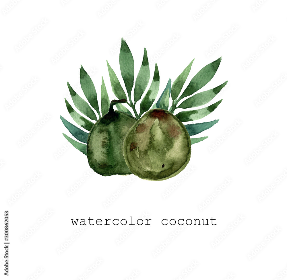 Watercolor hand drawn green coconut with leaves illustration isolated ...