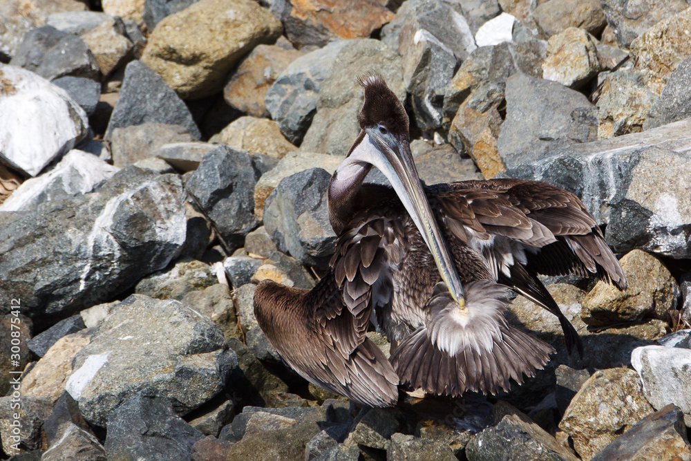 The Brown Pelican, Pelecanus occidentalis, preens by spreading oil from ...