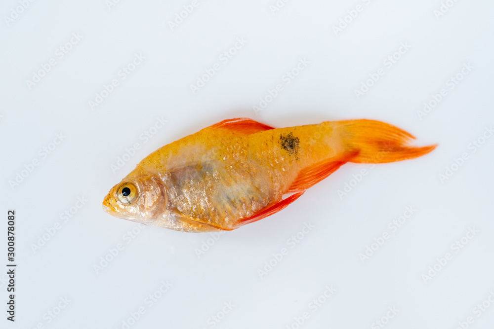 Yellow Fish With White Background