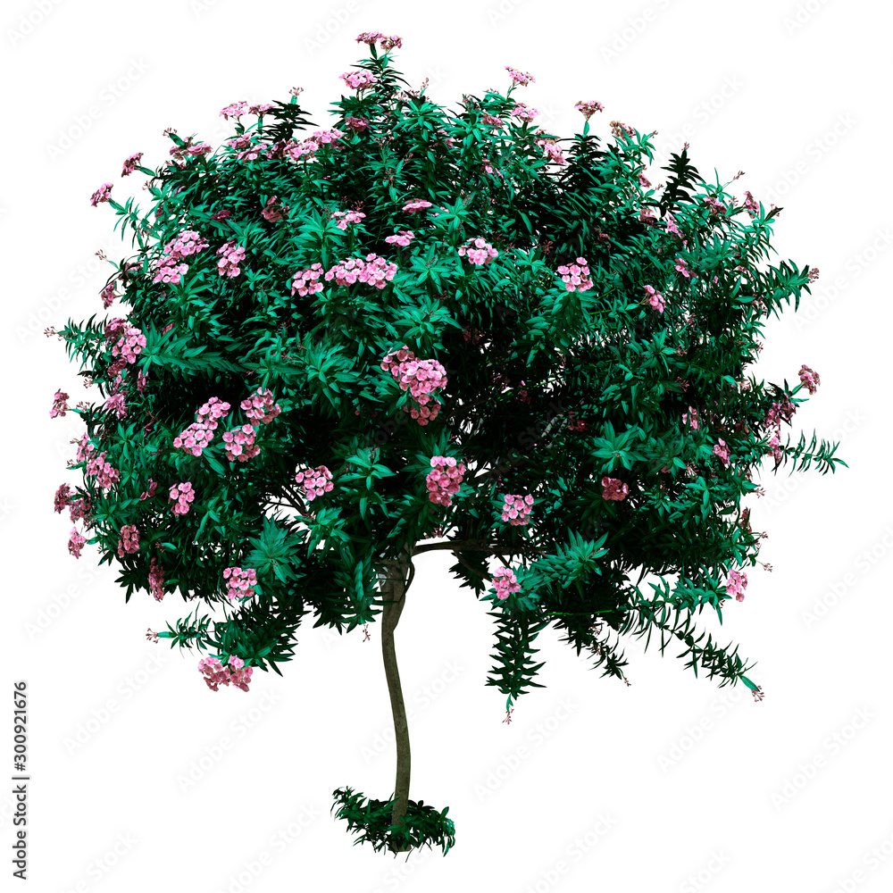 Nerium Oleander Tree