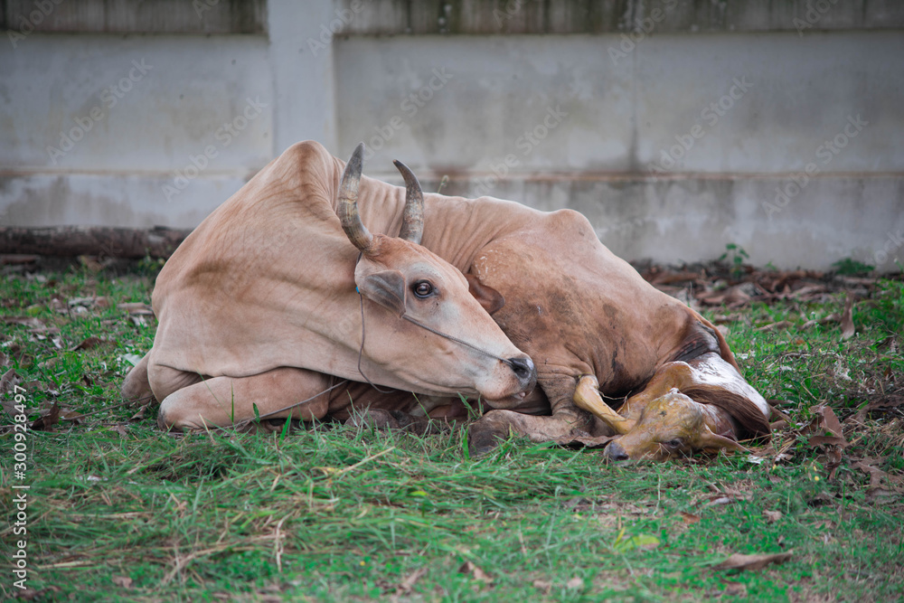 Cow calving. A cow lay down is ready to give birth day.Get off the the ...
