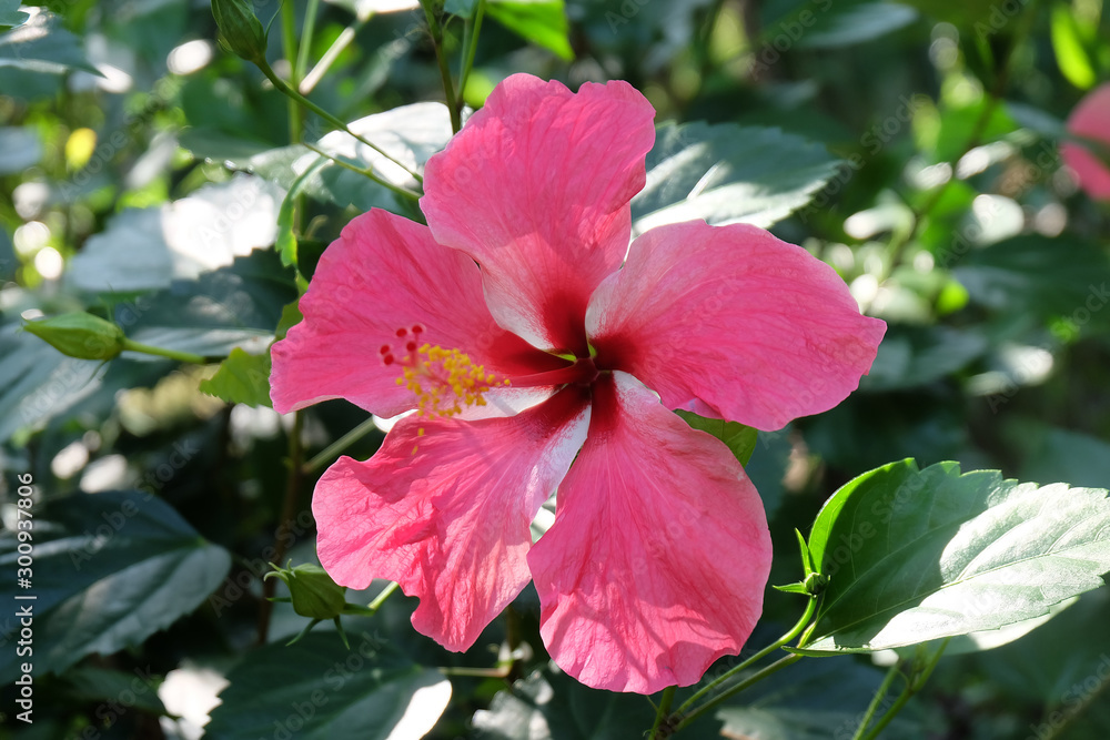 Real Hibiscus Background