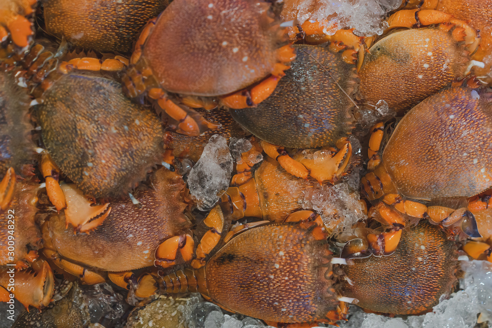 Ranina ranina also known as the red frog crab or spanner crab on ice in ...