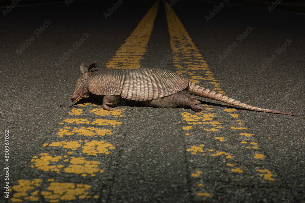 Armadillo body with blood came out of it's mouth, ran over by car on ...