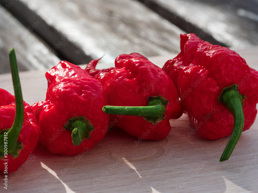 Red Hot Carolina Reaper Chili Pepper after garden harvesting Stock ...
