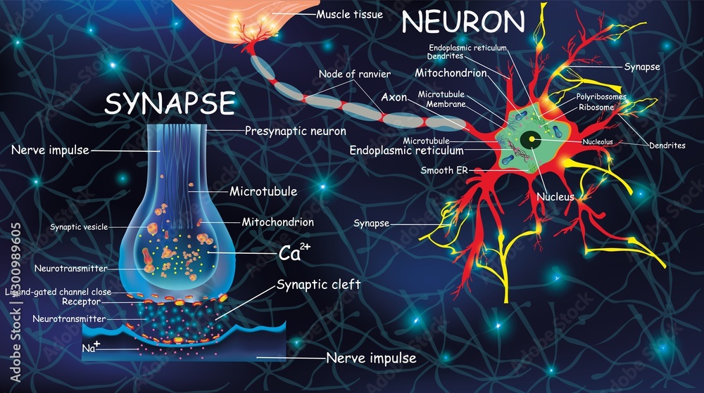 Anatomy neyron and synapse. Signaling in the brain. Cells neyron and ...