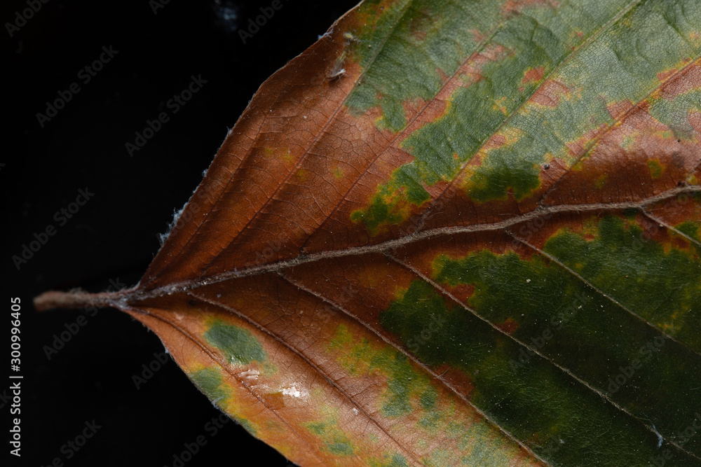 Brown spots on leaf, plant disease close up Stock Photo | Adobe Stock