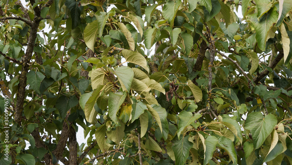 (Populus lasiocarpa) Peuplier au grandes feuilles, larges aux pétioles ...