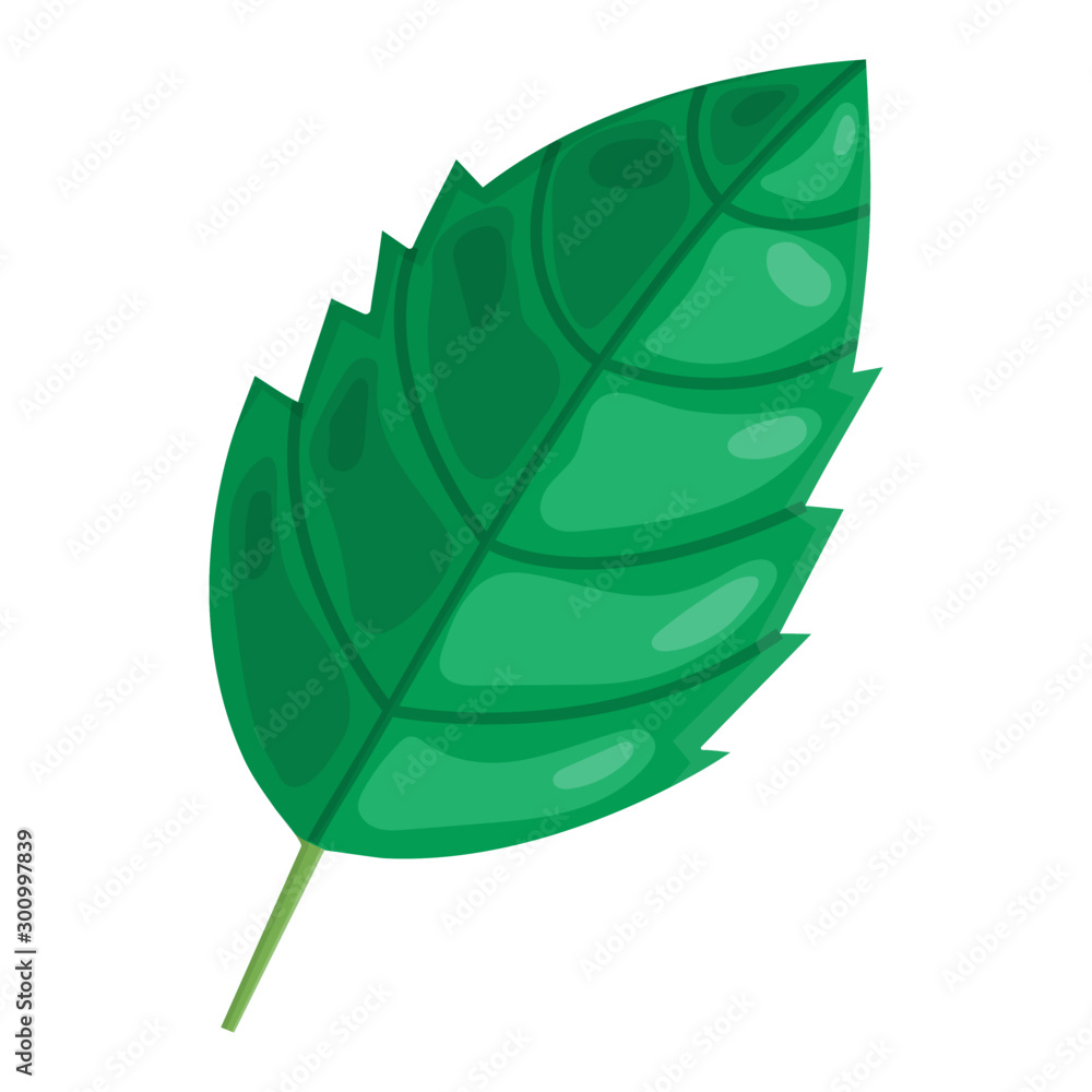 Mint cartoon green leaf isolated on white background. Vector ...