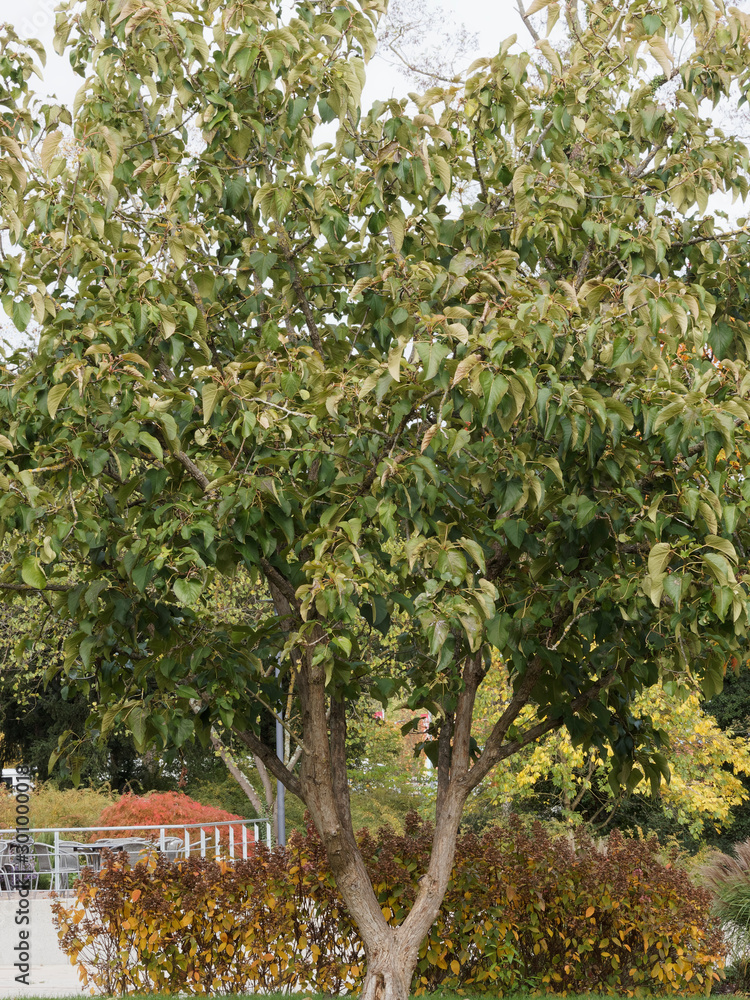 Foto de (Populus lasiocarpa) Peuplier baumier de Chine ou peuplier à ...