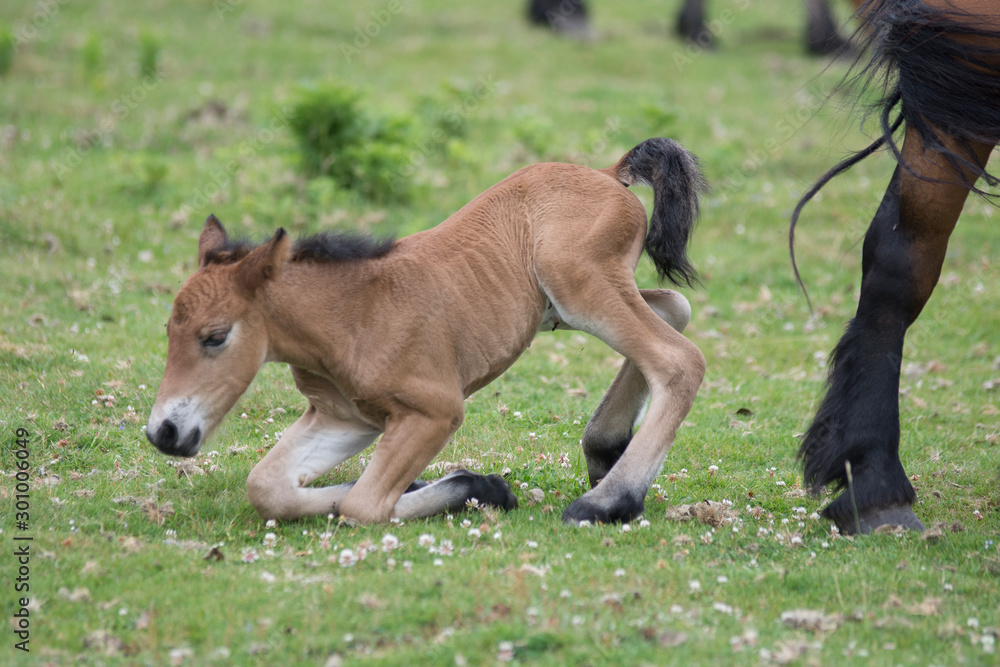 Baby Horses Being Born