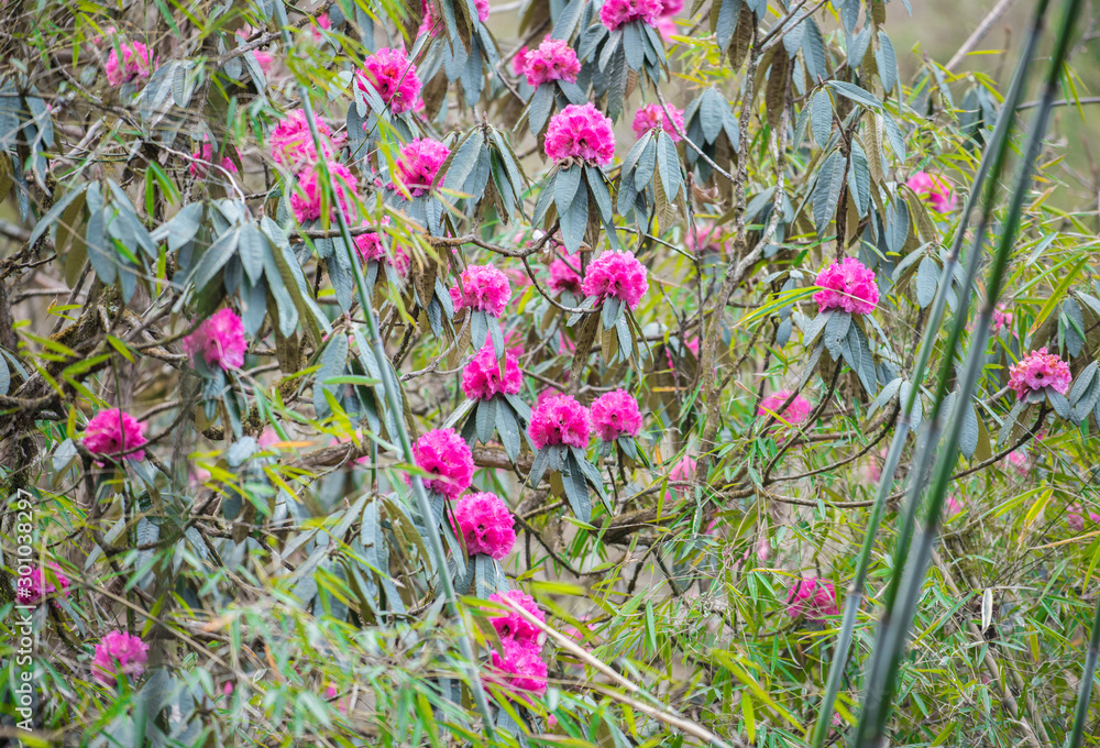 Rhododendron forest growing in himalayas, Nepal. Rhododendron is the ...