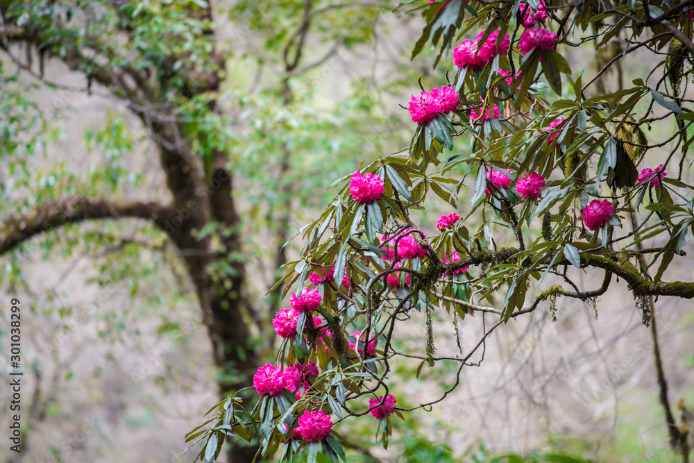 Rhododendron forest growing in himalayas, Nepal. Rhododendron is the ...