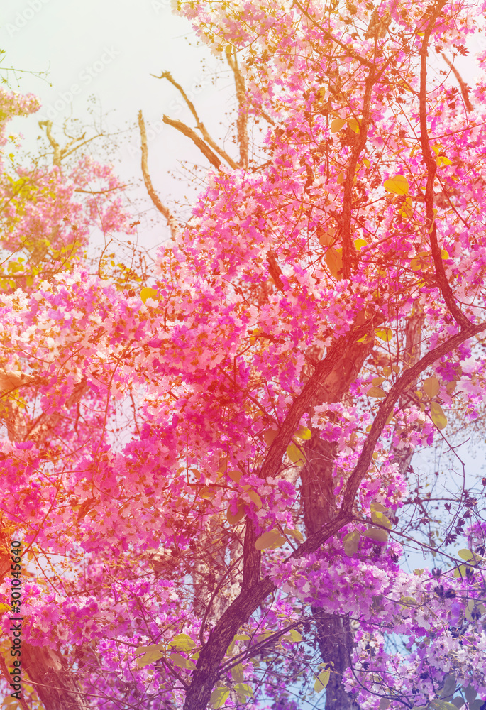 Cassia javanica, Pink shower, Java cassia, Apple blossom tree or ...