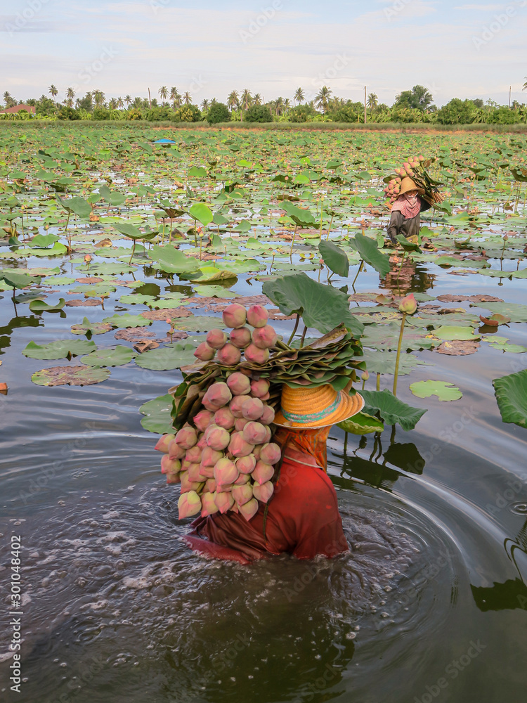 Lotus Flower Farm In The Philippines | Best Flower Site