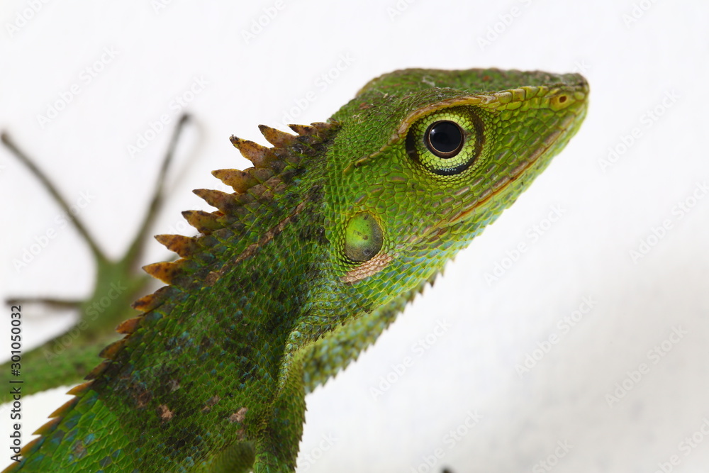 Bronchocela jubata, commonly known as the maned forest lizard, is a ...