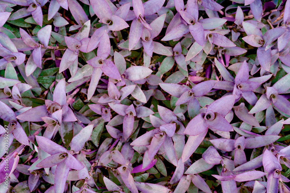 Tradescantia Pallida