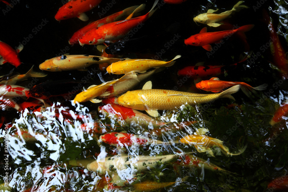 group of japanese carp fishes swim in pond, close up japanese carp ...