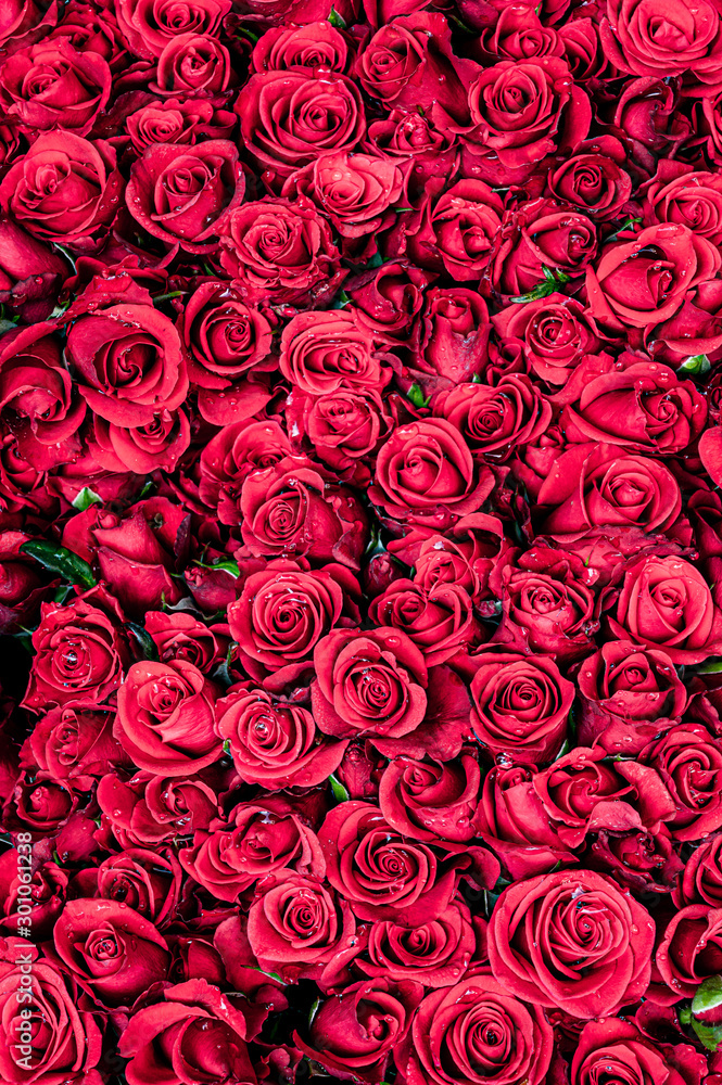 Romantic Roses Background