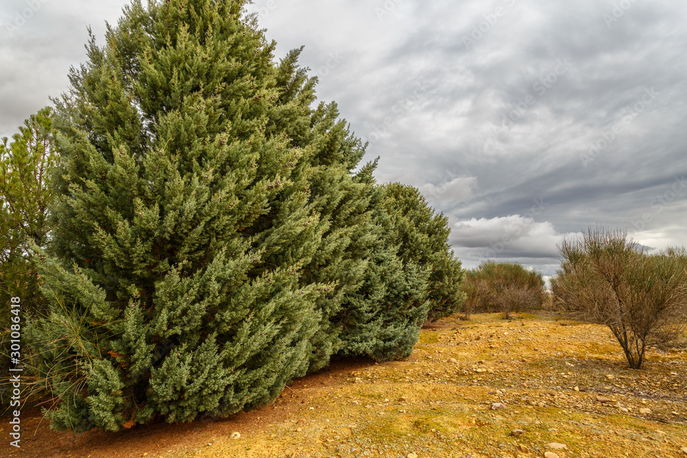 Cupressus arizonica. Paisaje con Cipreses de Arizona. Stock Photo ...
