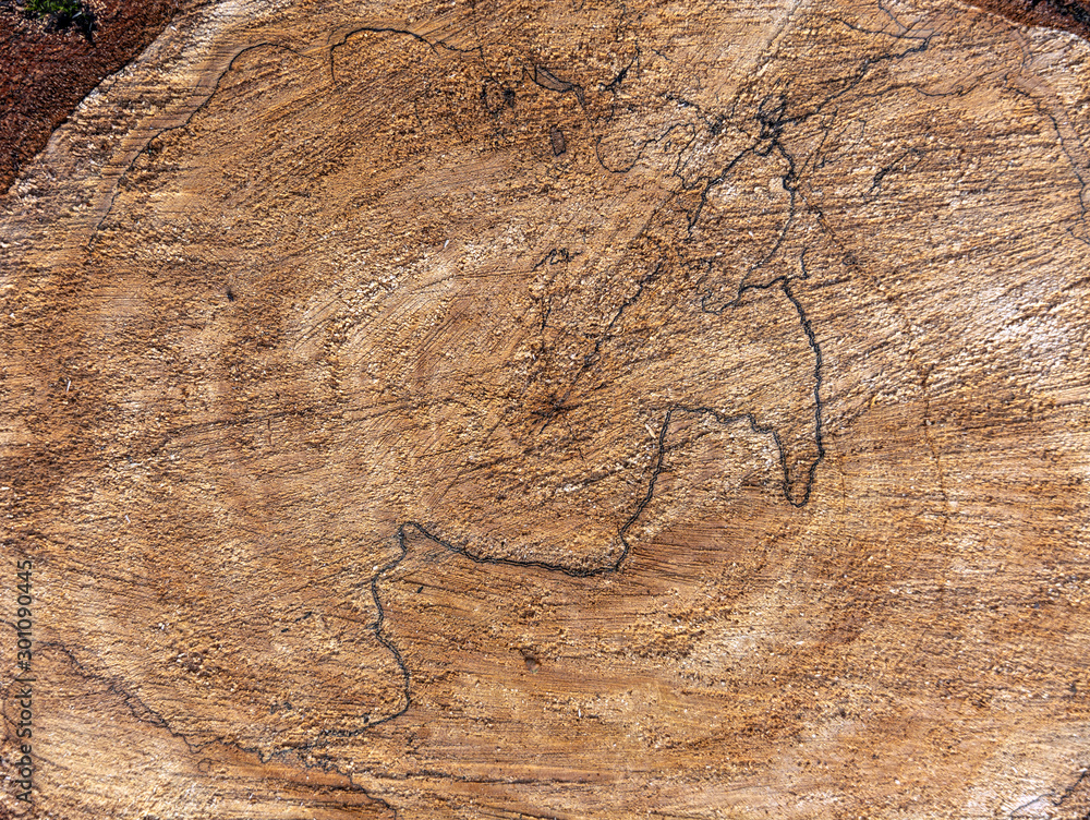 Cross section of the tree. Transverse section. Background. Stump. Stock ...