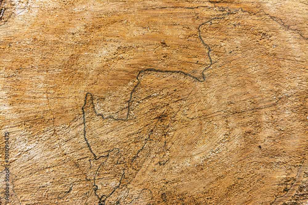 Cross section of the tree. Transverse section. Background. Stump. Stock ...