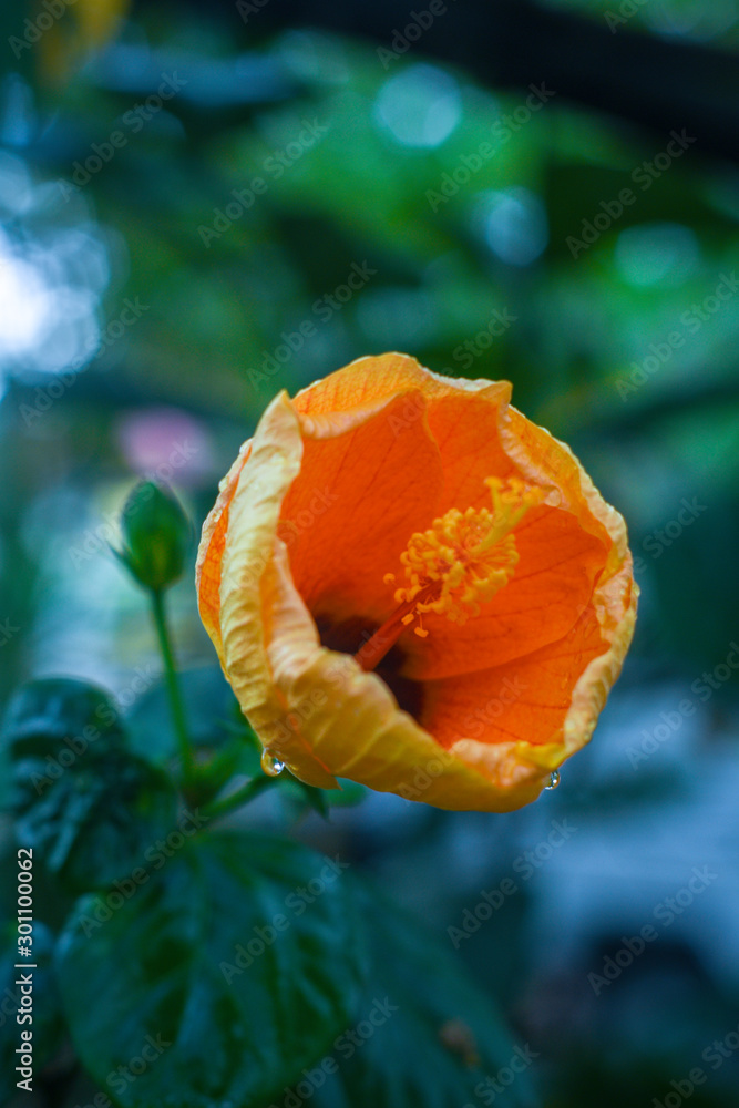 a close up photo of Gumamela flower Stock Photo | Adobe Stock