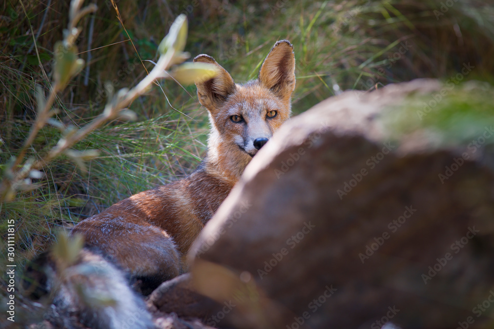 Mediterranean Forest Animals