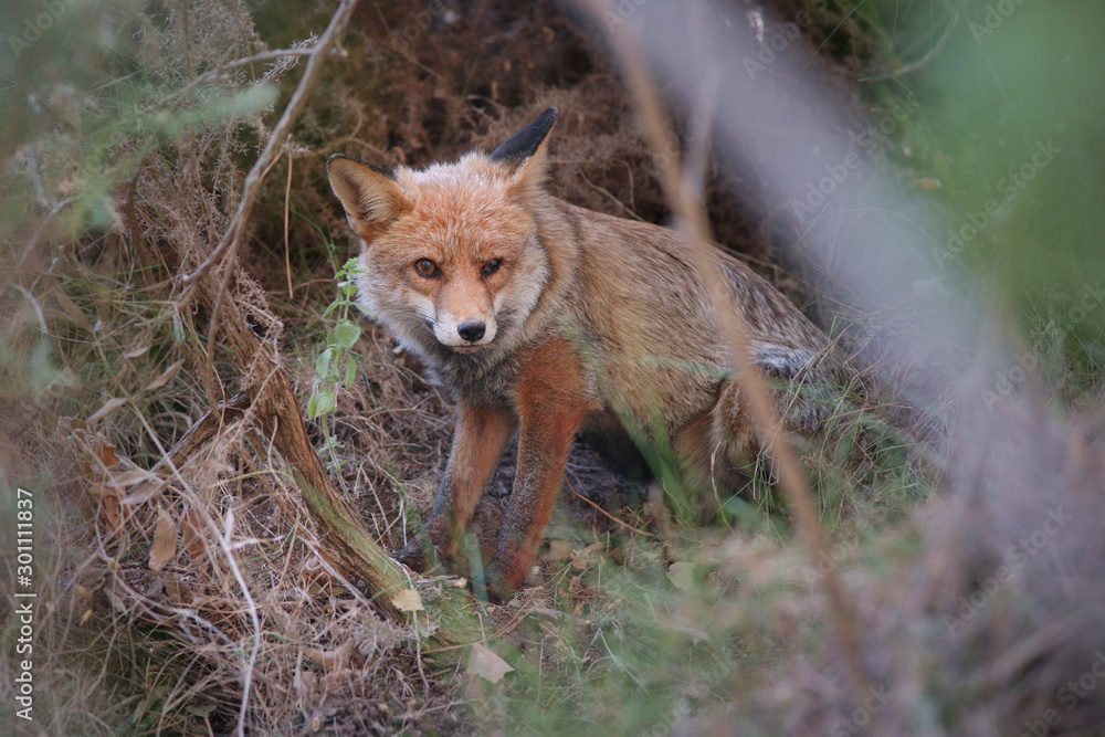 Mediterranean Forest Animals