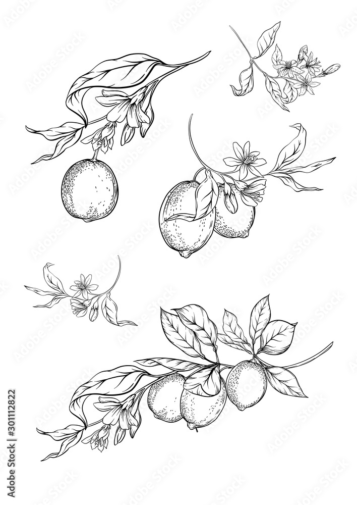 Lemon tree branch with lemons, flowers and leaves. Element for design ...