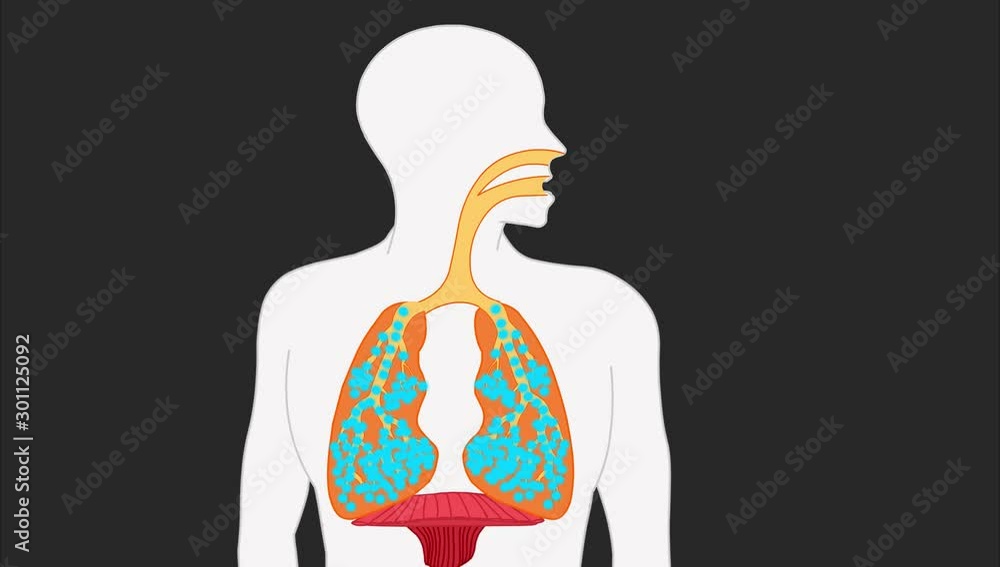 2d breath breathing loop animation. Movement air, oxygen and CO2 in the ...