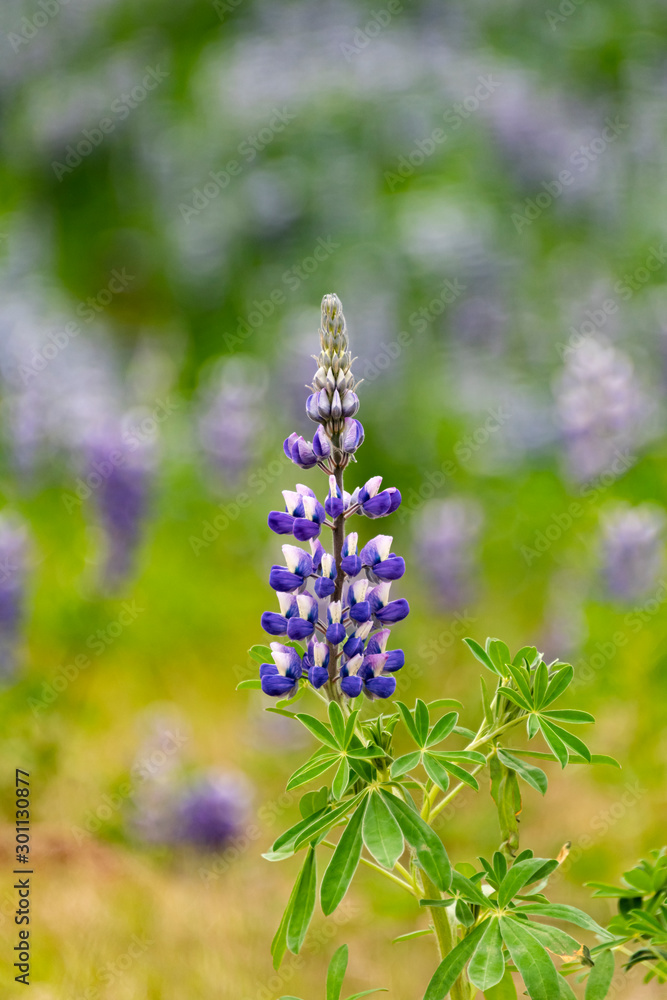 Lupine Rispe Hügel Island Geysir Blaskogabyggd Blüten Menge Feld Lila ...