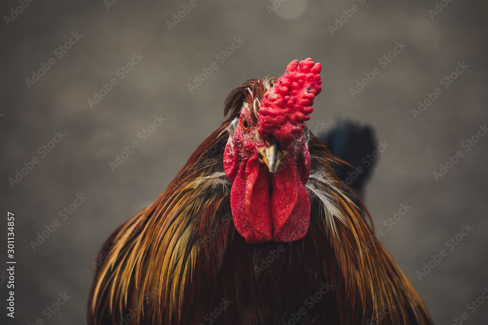 roosters red head from front up close Stock Photo | Adobe Stock