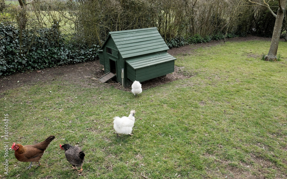 Small, home built chicken house seen at the back of a rural garden in ...