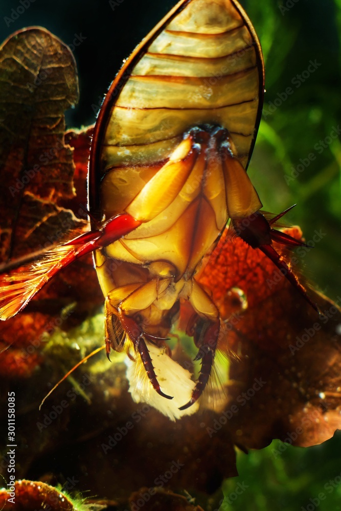 great diving beetle, Dytiscus marginalis, eats a piece of fish meat ...