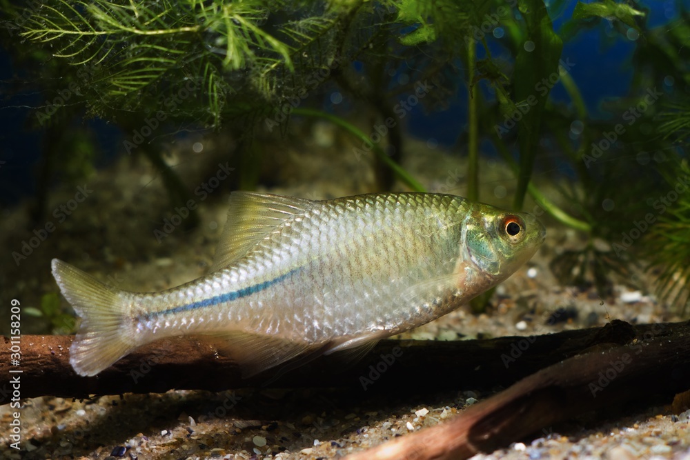 healthy active adult European bitterling, Rhodeus amarus, little ...