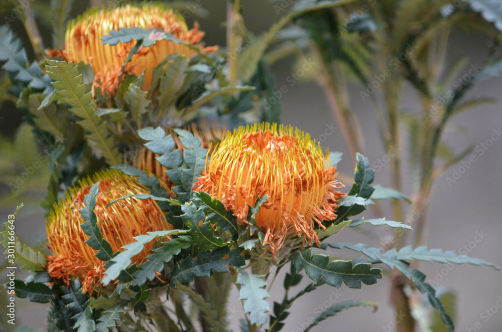 Australian native Showy Dryandra flowers, Banksia formosa, family ...