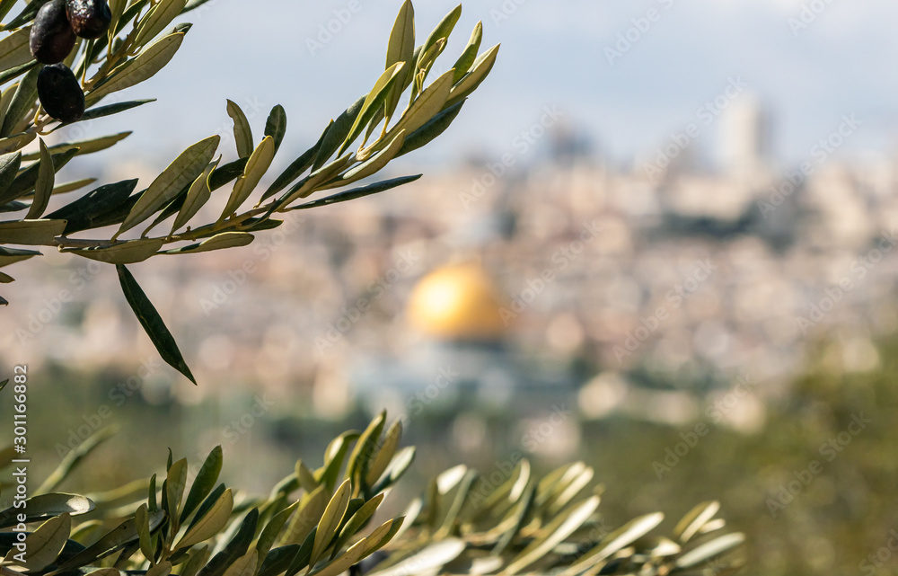 Foto de Branches of Olive tree with black olives from Monastery Carmel ...