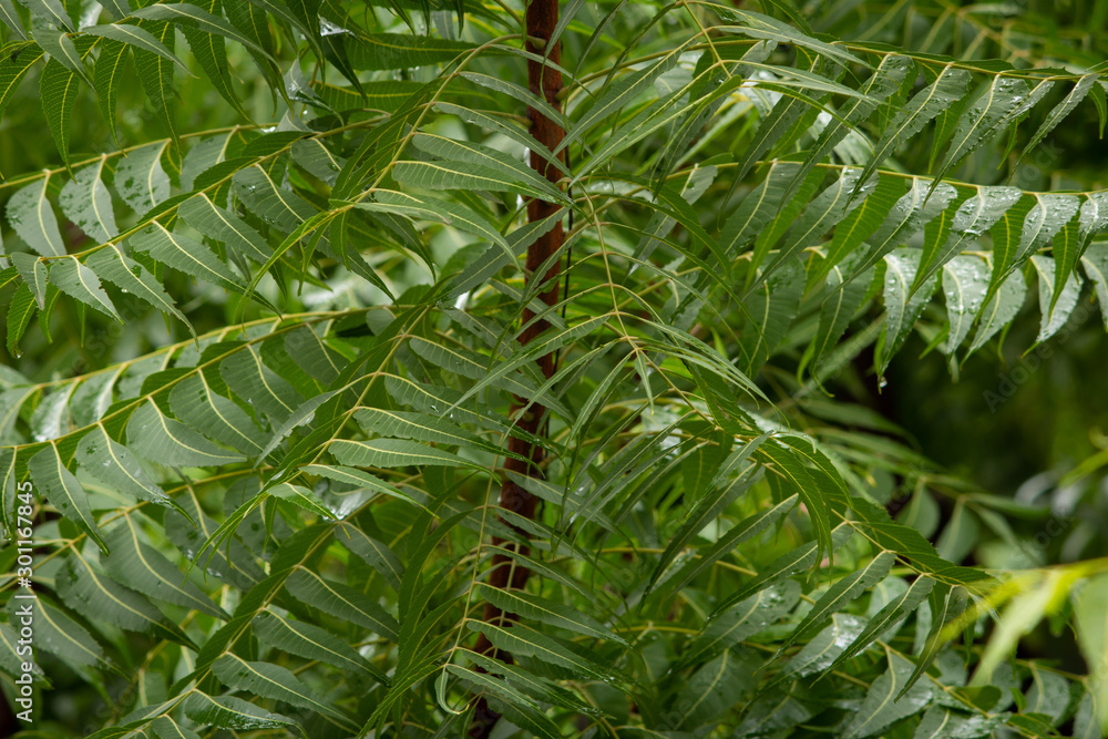 View of Neem tree (Azadirachta indica) branch with leaves having water ...