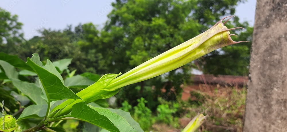 It is a flower of datura. People of Hinduism offer it to Lord Shiva. It ...