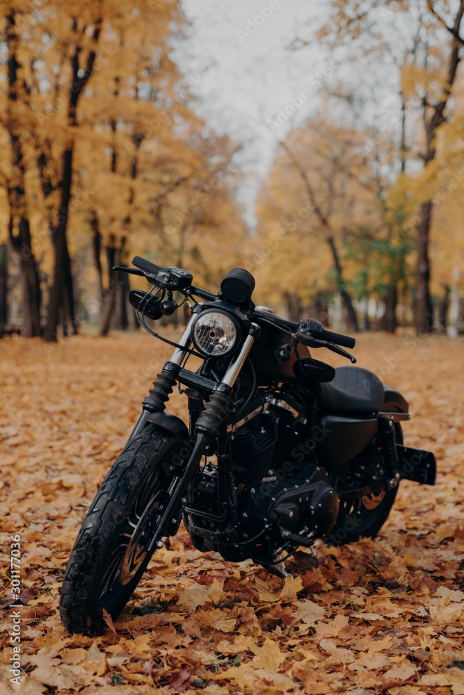 Motorcycle Autumn Trees